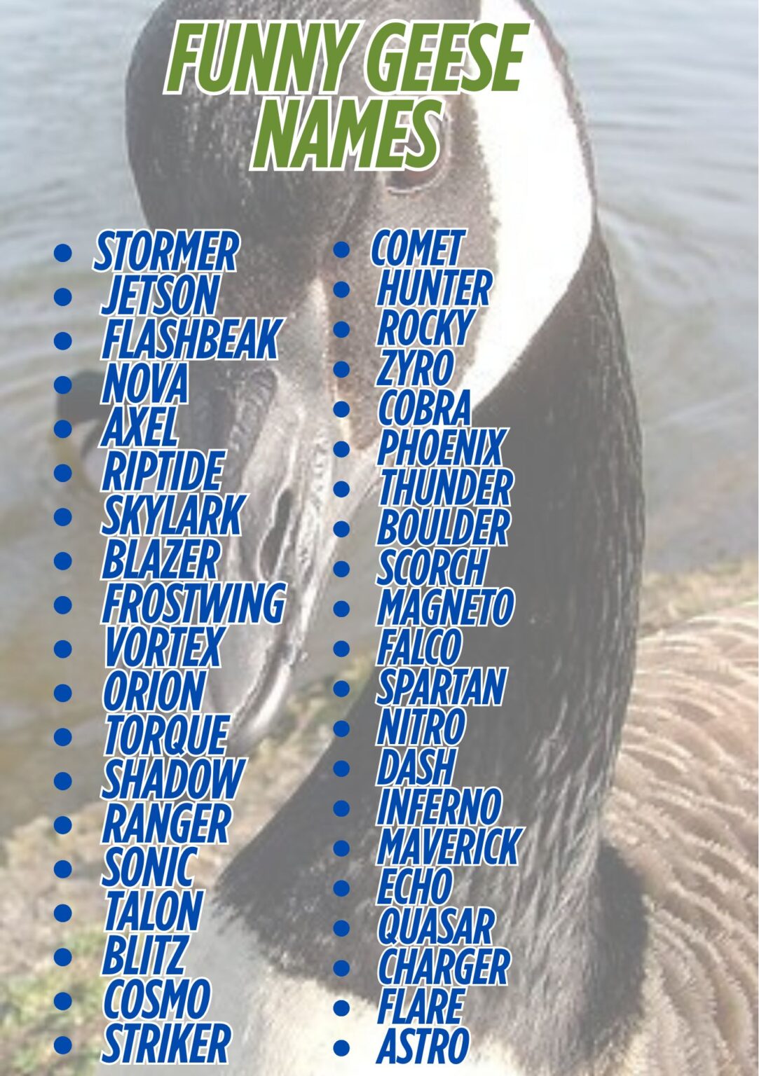 800+ Funny And Creative Names For Your Geese 2025