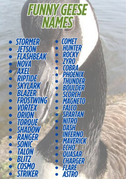 800+ Funny And Creative Names For Your Geese 2025