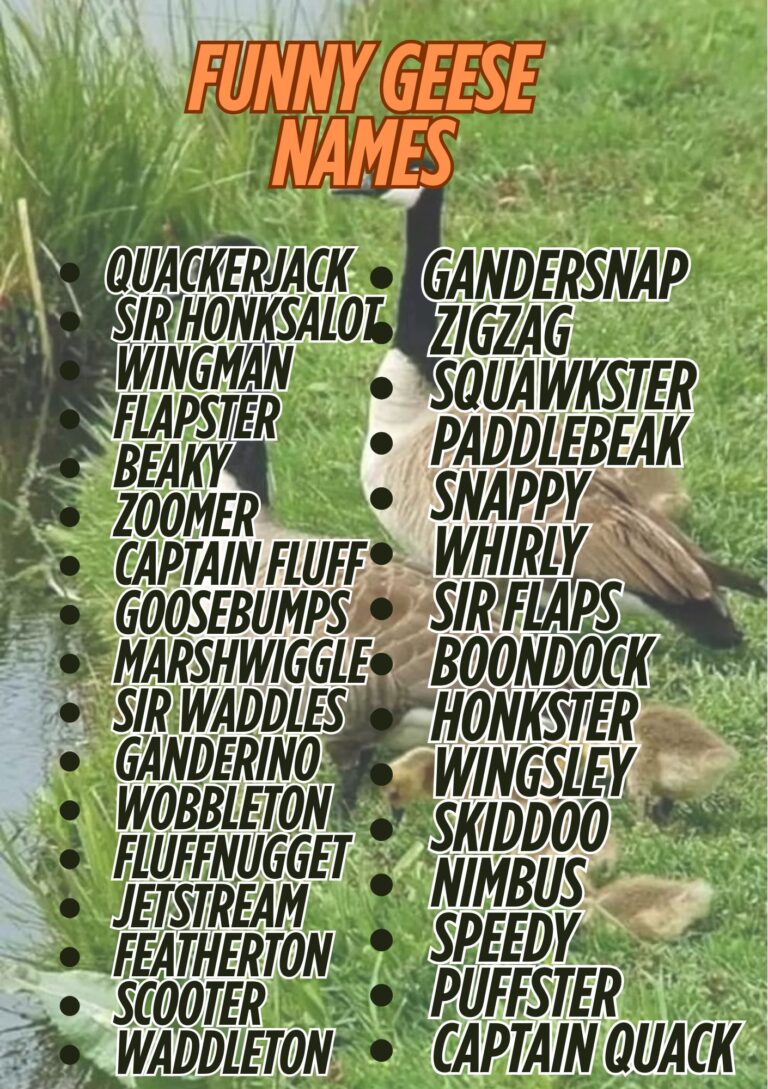 800+ Funny And Creative Names For Your Geese 2025
