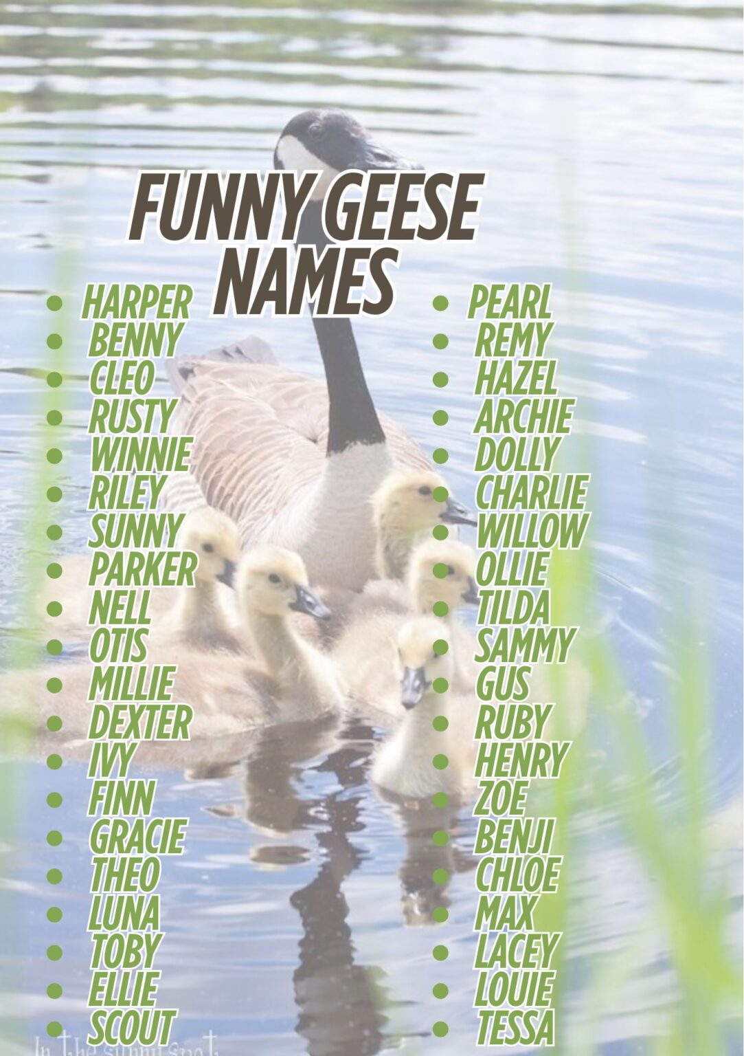800+ Funny And Creative Names For Your Geese 2025