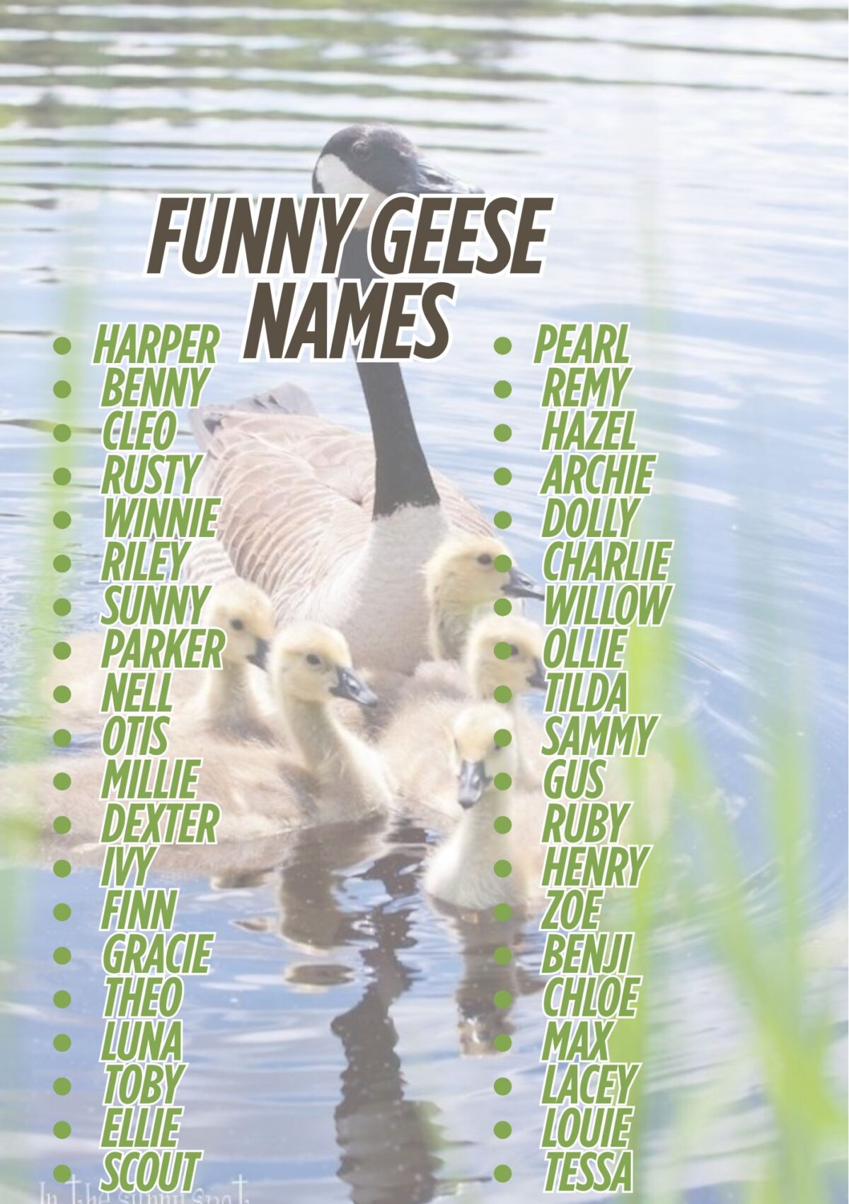 800+ Funny And Creative Names For Your Geese 2025