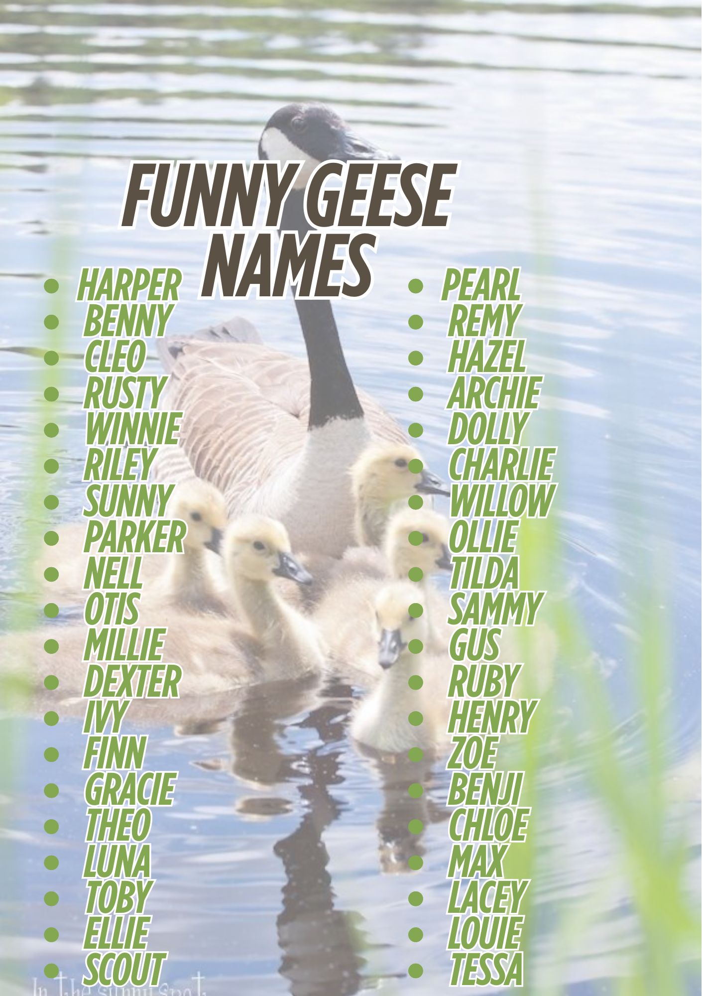 800+ Funny And Creative Names For Your Geese 2025