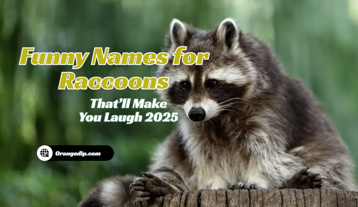 450+ Funny Names for Raccoons That’ll Make You Laugh 2025